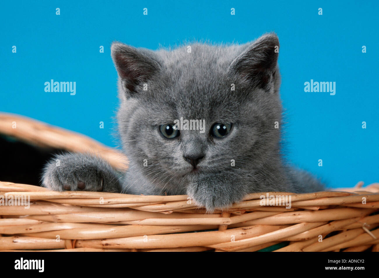 British Shorthair Cat, kitten, blue Stock Photo - Alamy
