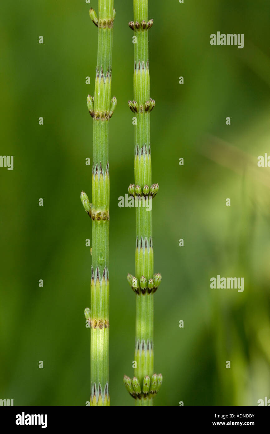 Marsh horsetail (Equisetum palustre) stems, close-up, Dorset, England ...