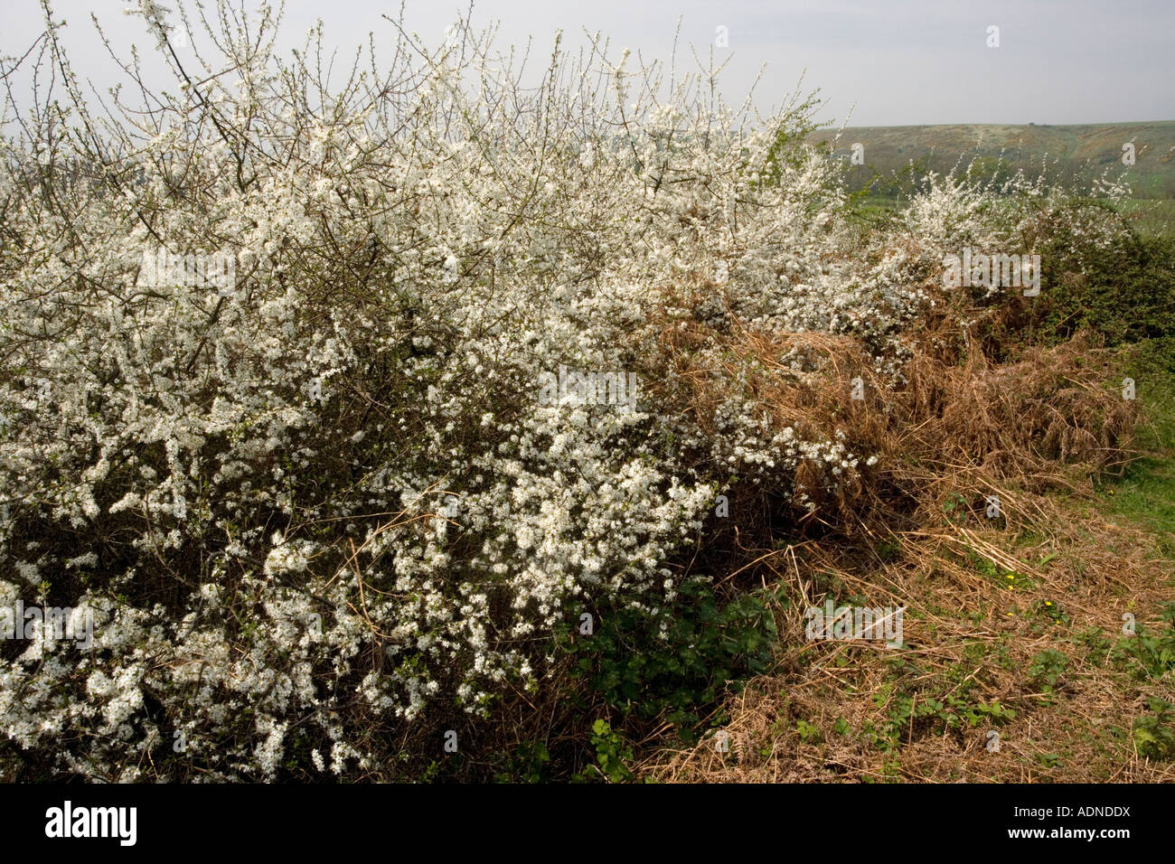 Blackthorn hedge Prunus spinosa Corfe Common Dorset Stock Photo - Alamy