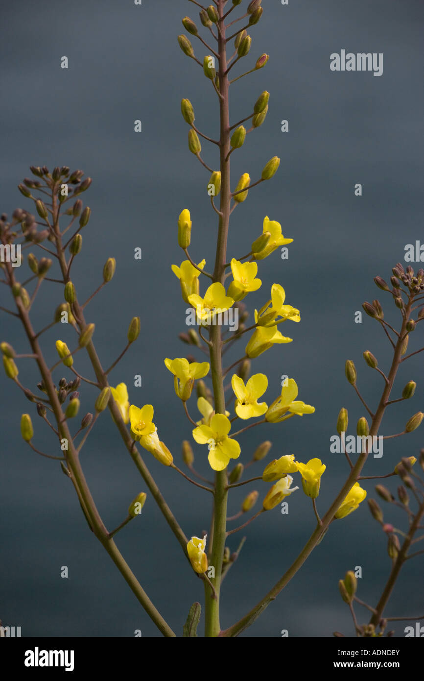 Wild Cabbage, Brassica oleracea, on the Dorset coast Stock Photo - Alamy