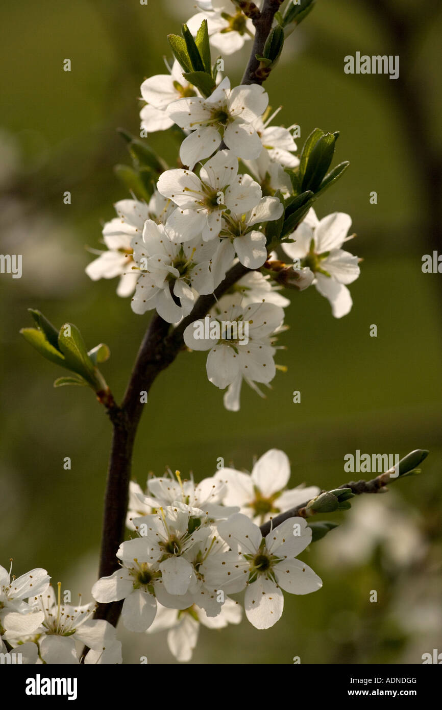 Prunus spinosa in flower hi-res stock photography and images - Alamy