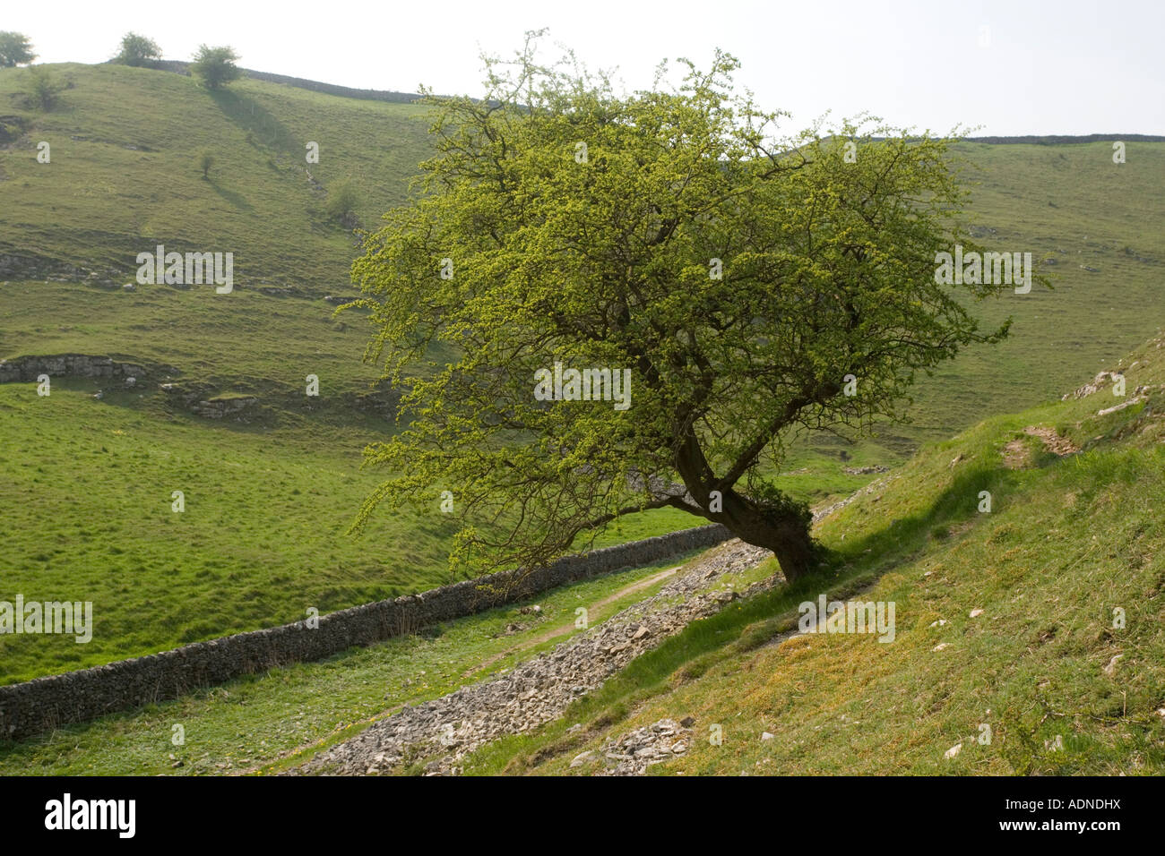 Old hawthorn tree hi-res stock photography and images - Alamy
