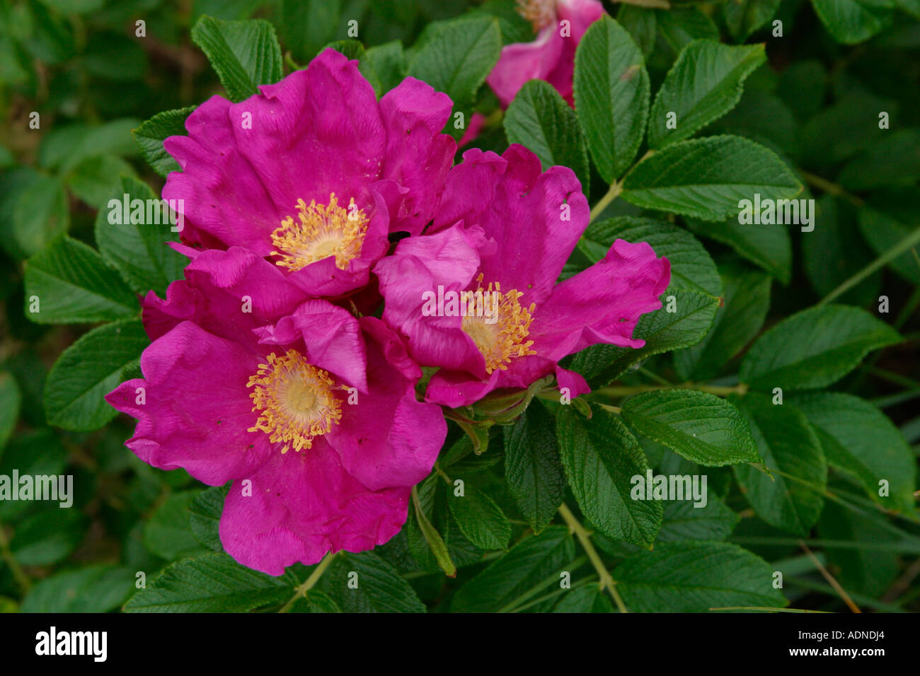 Deep pink wild roses in bloom Stock Photo - Alamy