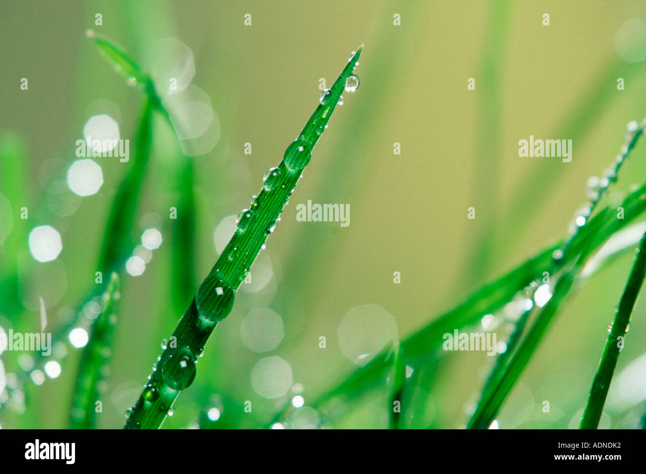 Grass with waterdrops Stock Photo - Alamy