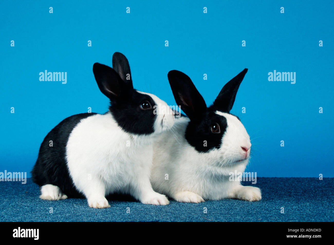 Dutch black rabbit hi-res stock photography and images - Alamy