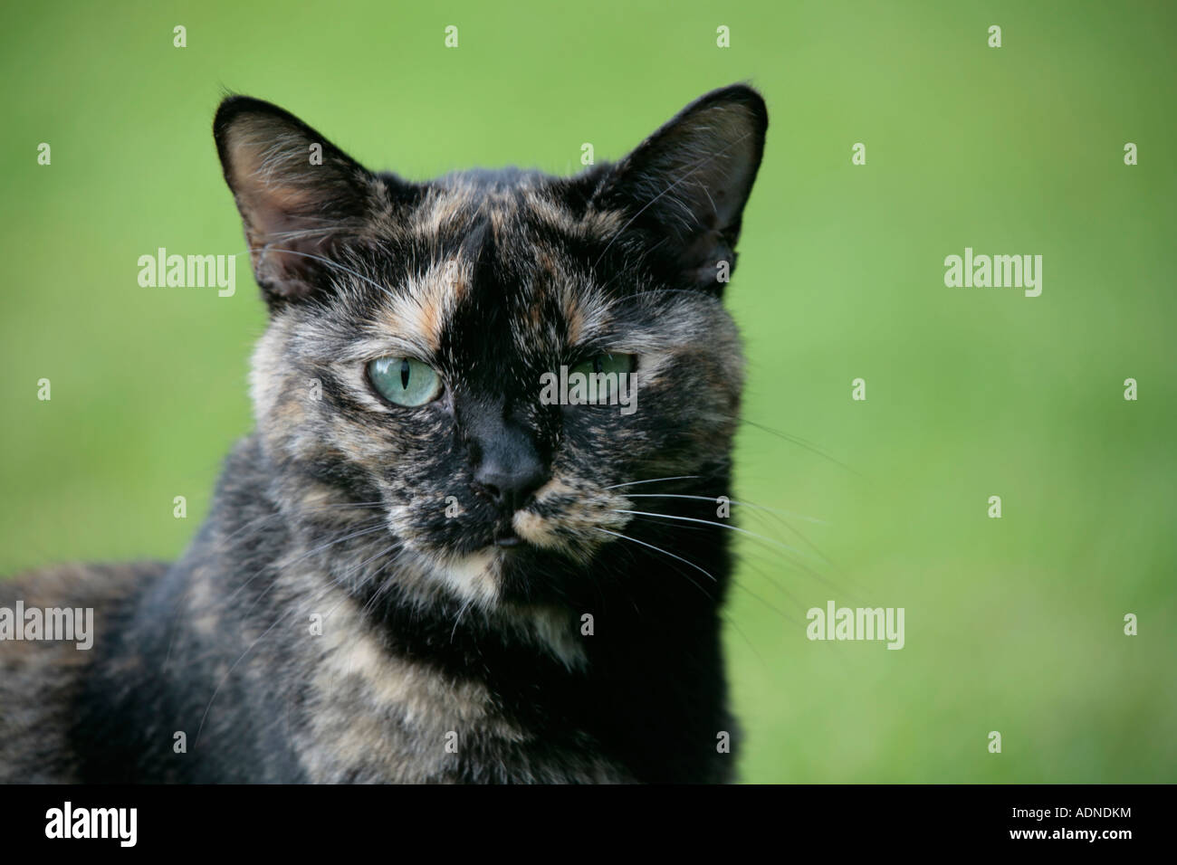 Head shot of a female adult Brindle cat (Felis catus) looking directly ...