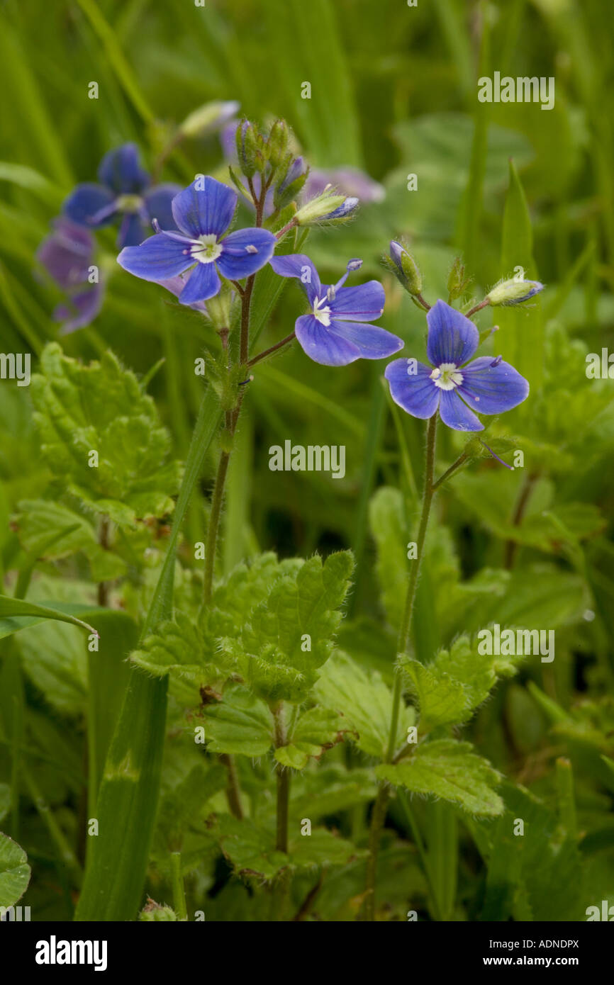 Germander speedwell veronica chamaedrys hi-res stock photography and ...