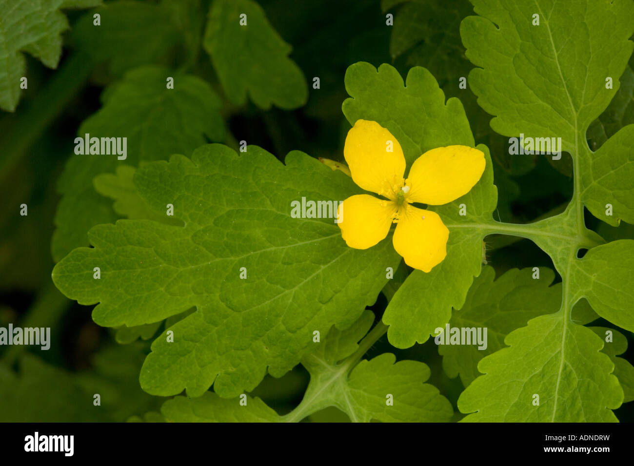Greater celandine (Chelidonium majus) in flower, close-up Stock Photo ...
