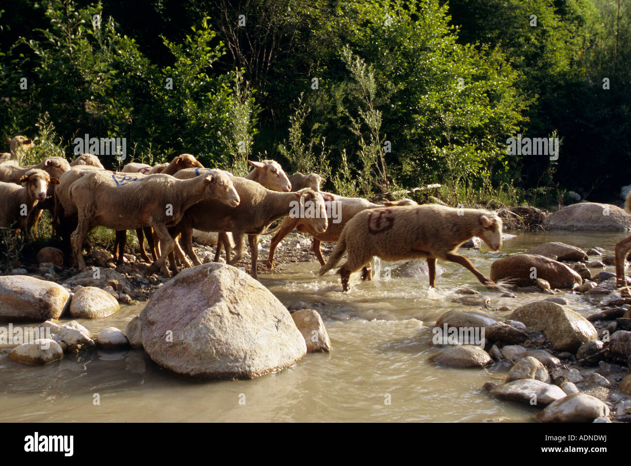 Transhumance provence hi-res stock photography and images - Alamy