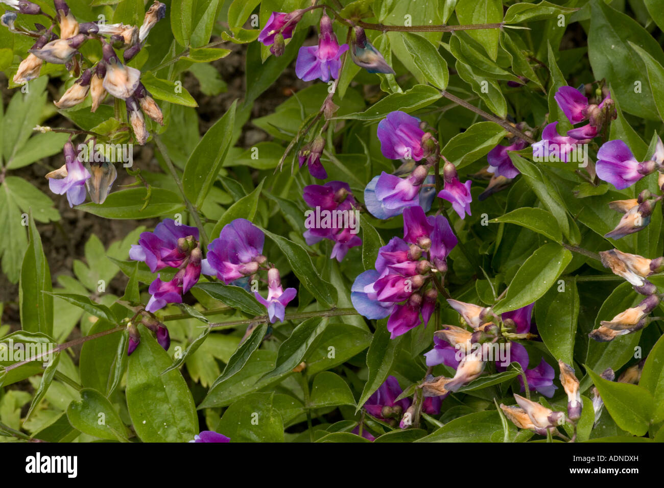 Spring pea Lathyrus verna Sweden Stock Photo - Alamy