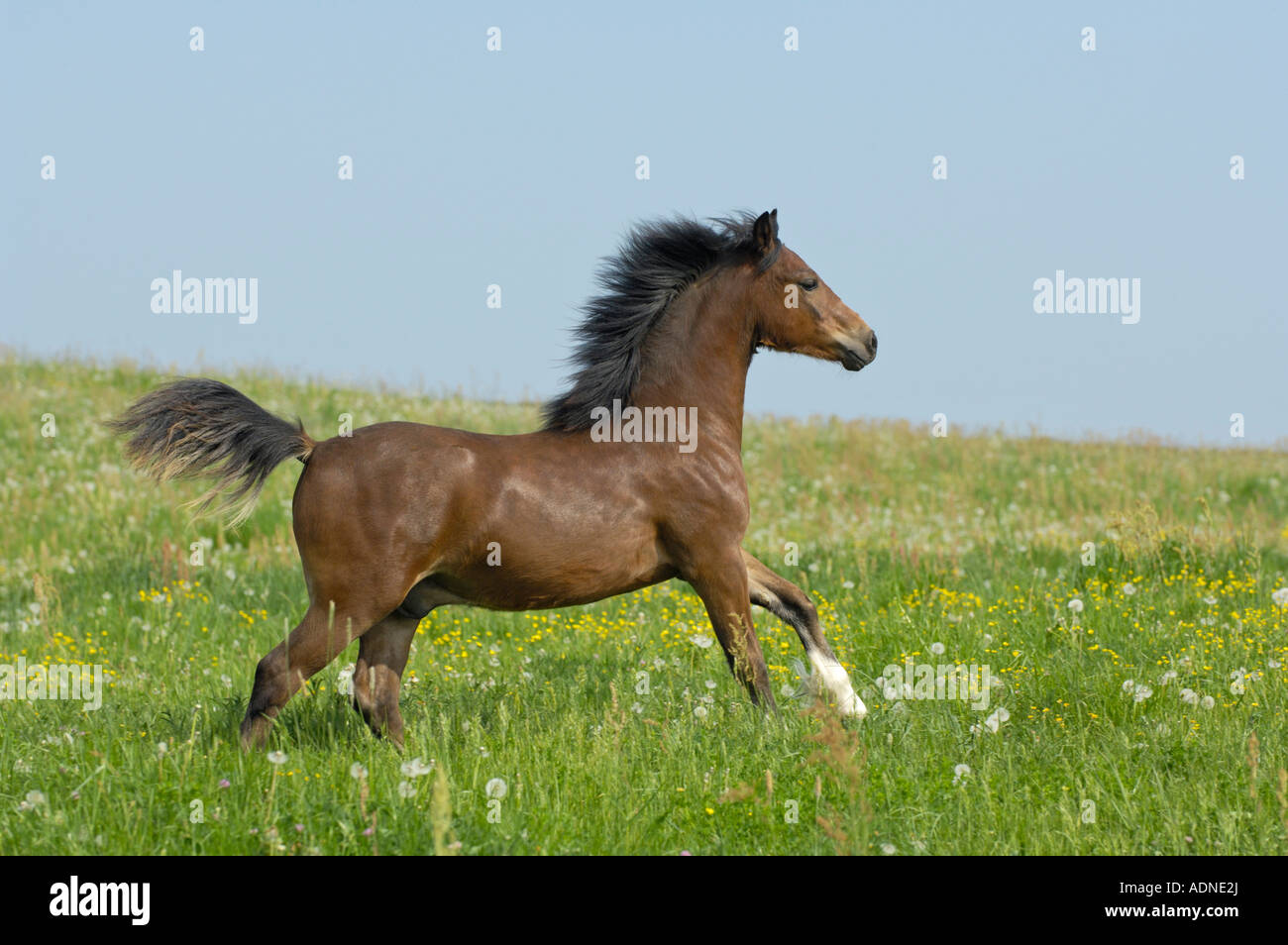 Welsh pony galloping hi-res stock photography and images - Alamy