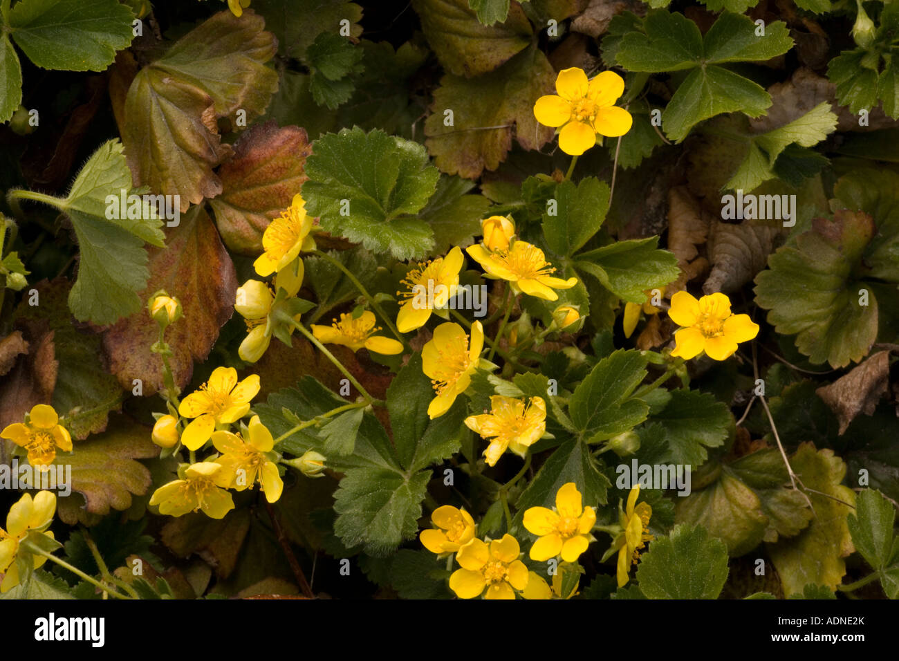 Waldsteinia, Waldsteinia ternata east European Stock Photo - Alamy