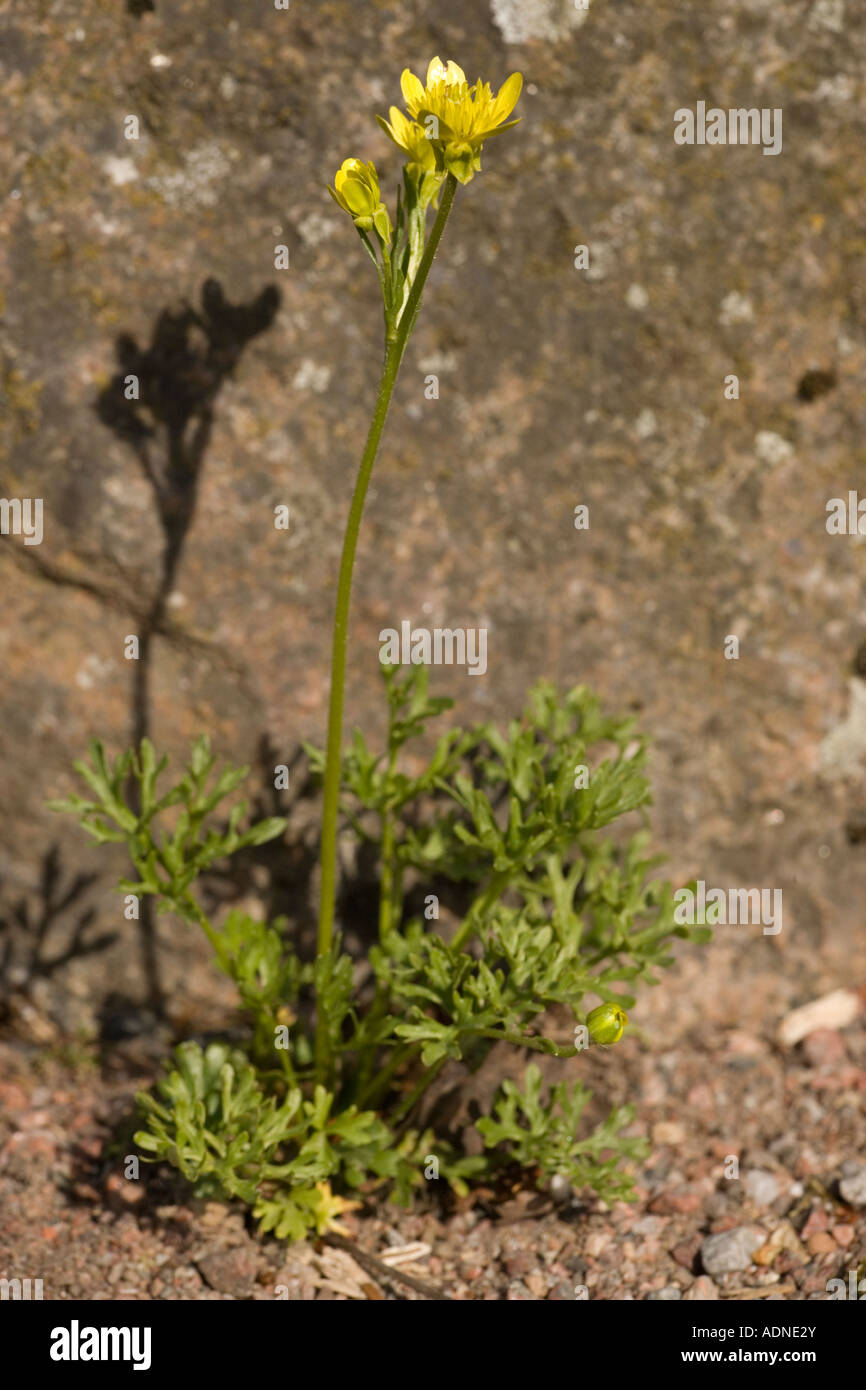 Buttercup s hi-res stock photography and images - Alamy
