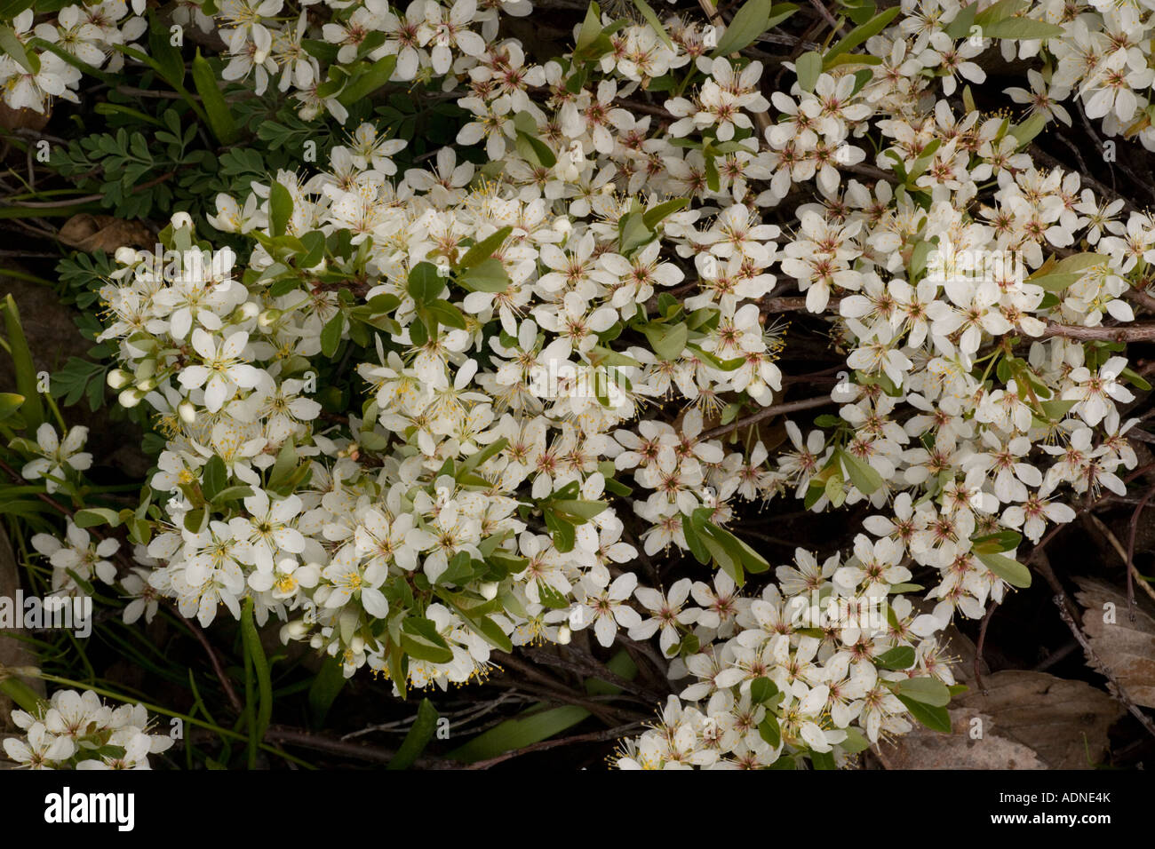 American dwarf hi-res stock photography and images - Alamy