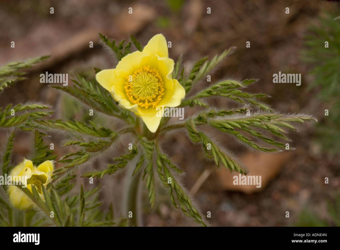 Eastern Pasque flower, yellow form, Pulsatilla patens ssp flavescens, E ...