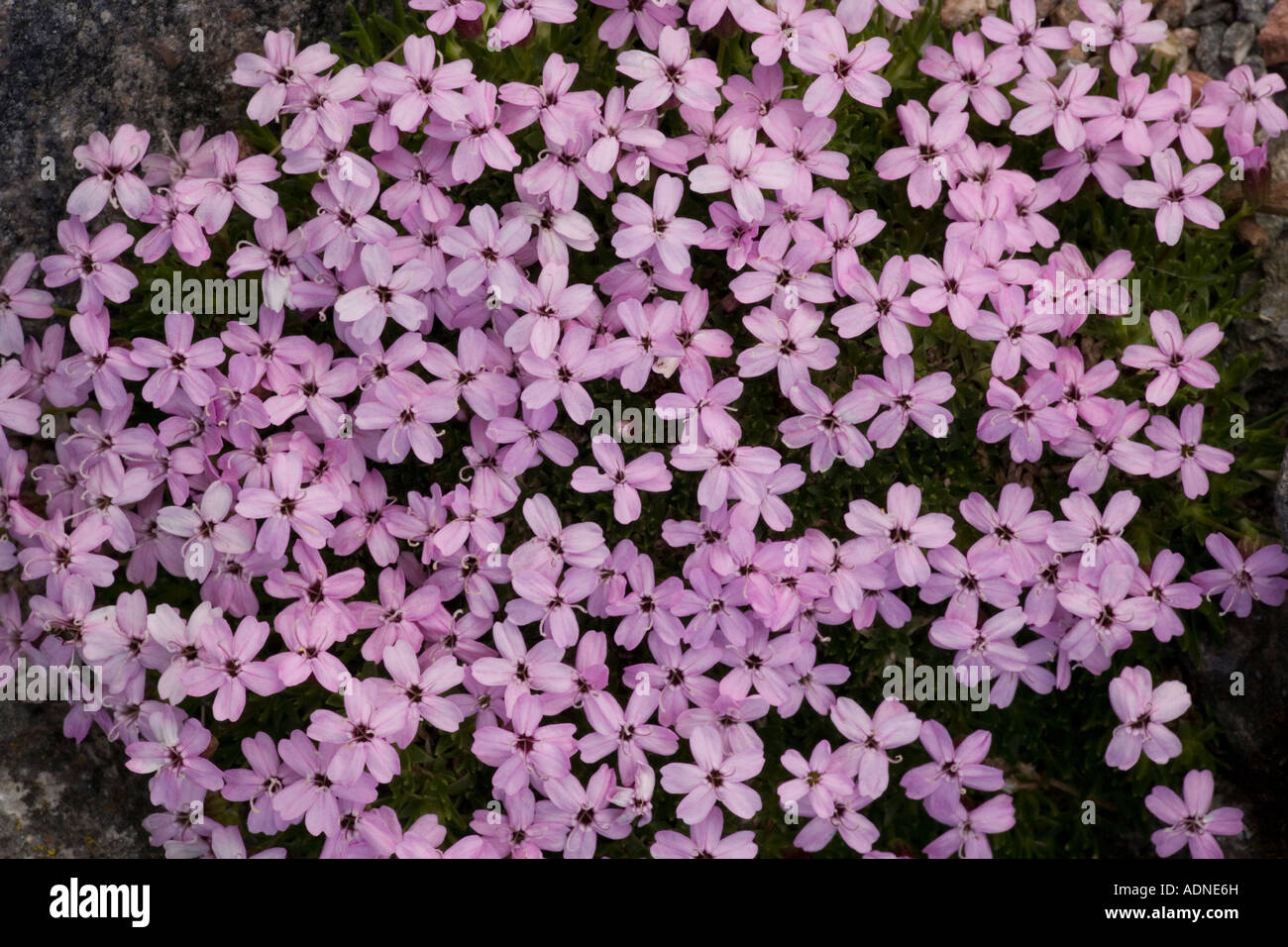 Moss campion, Silene acaulis, UK and N Europe Stock Photo - Alamy