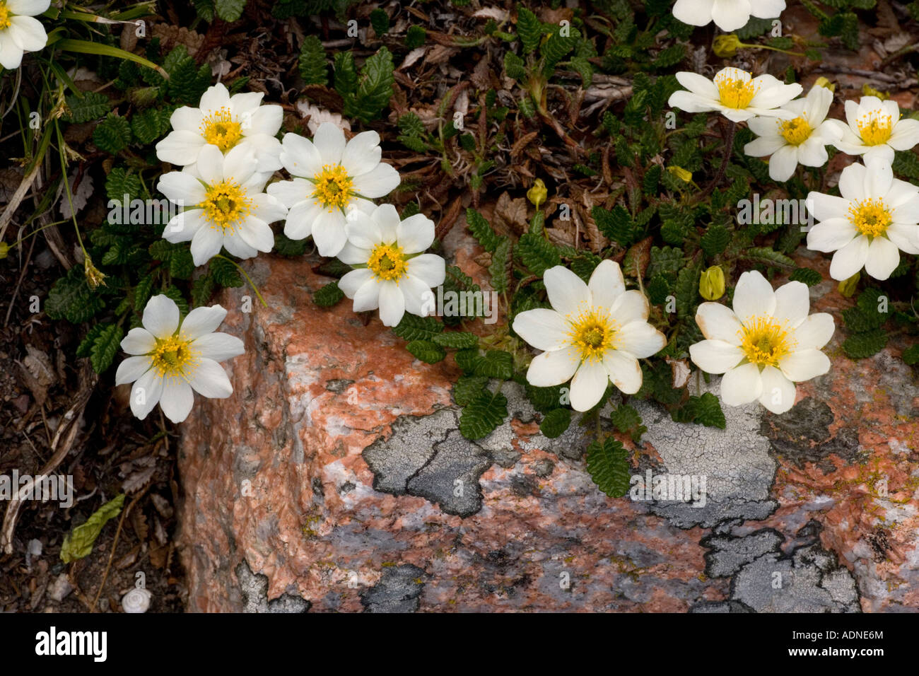 Mountain Avens, Dryas octopetala, arctic-alpine Stock Photo - Alamy