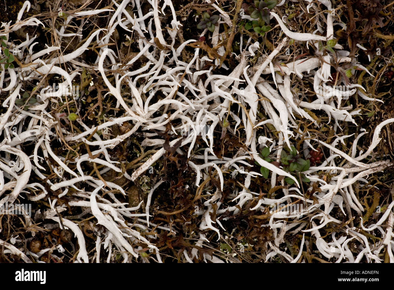 Lichens on Alvar limestone pavement Oland Sweden Stock Photo - Alamy