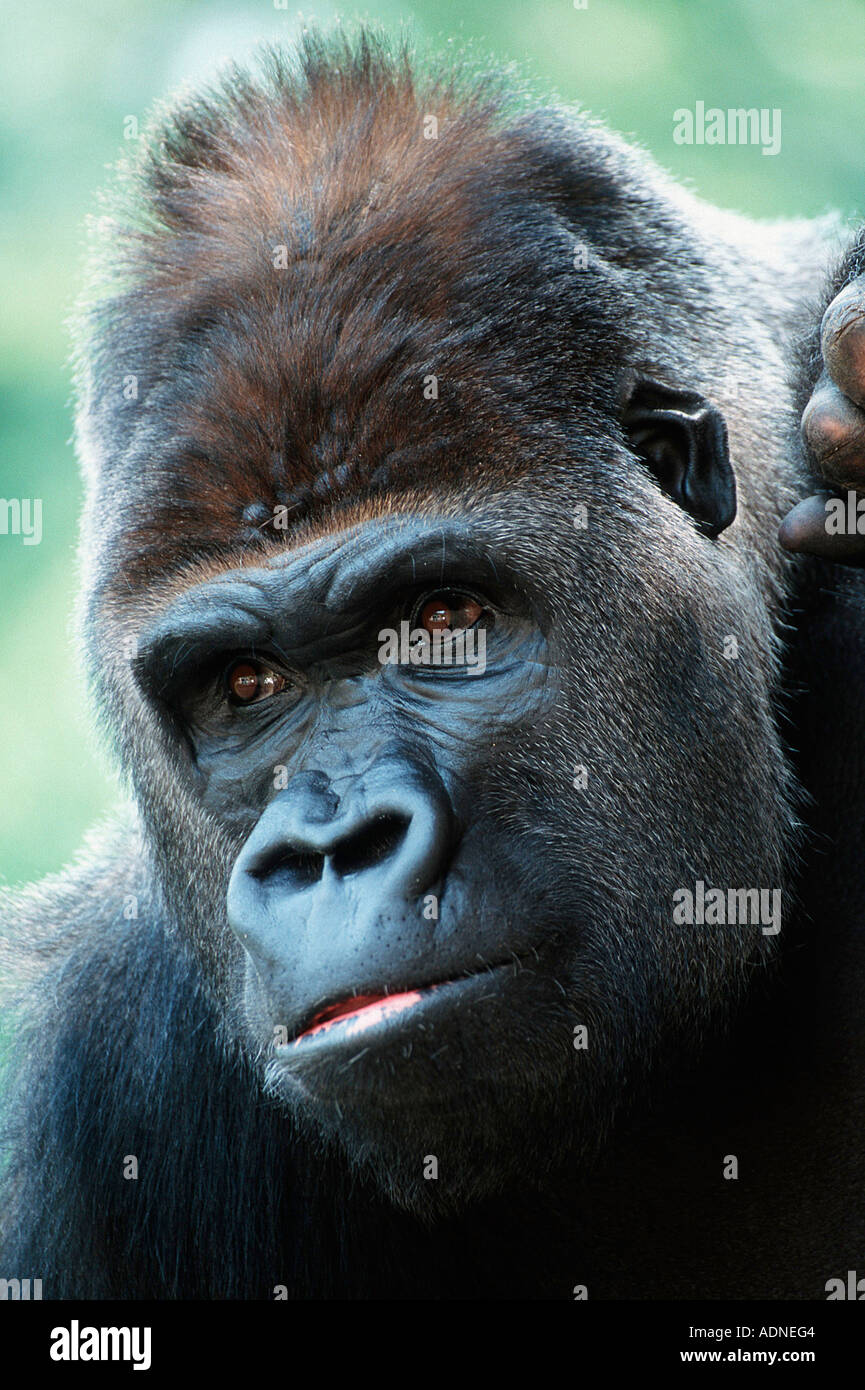 Western Gorilla, silverback (Gorilla gorilla gorilla Stock Photo - Alamy