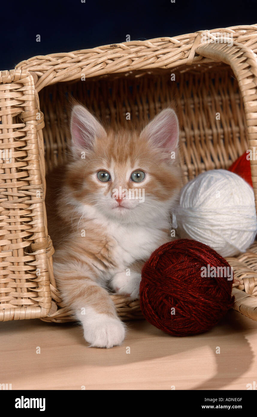 Semi wool hi-res stock photography and images - Alamy