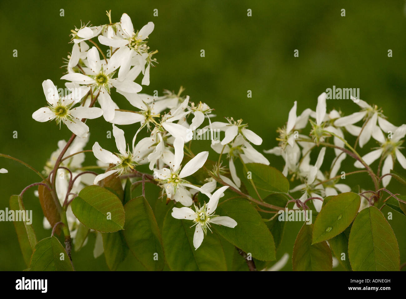 June berry hi-res stock photography and images - Alamy