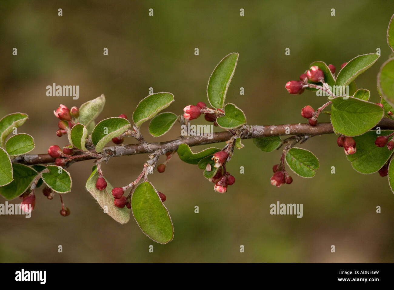 A wild cotoneaster Cotoneaster integerrimus Extremely rare in UK Stock ...