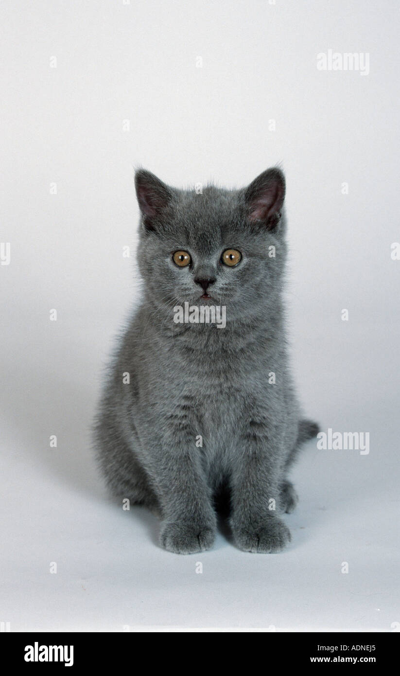 British Shorthair Cat, blue, kitten Stock Photo - Alamy