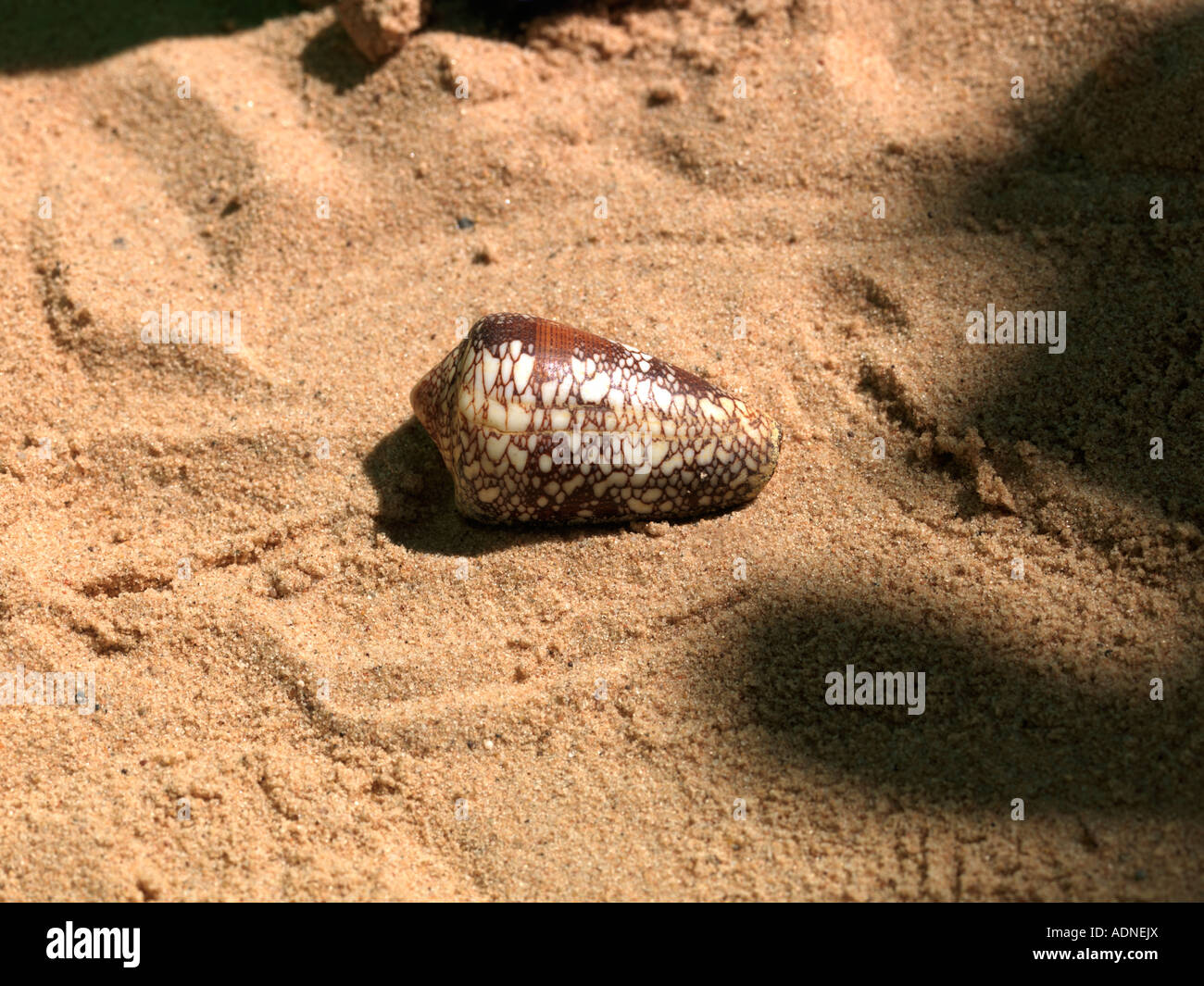 Textile cone shell hi-res stock photography and images - Alamy