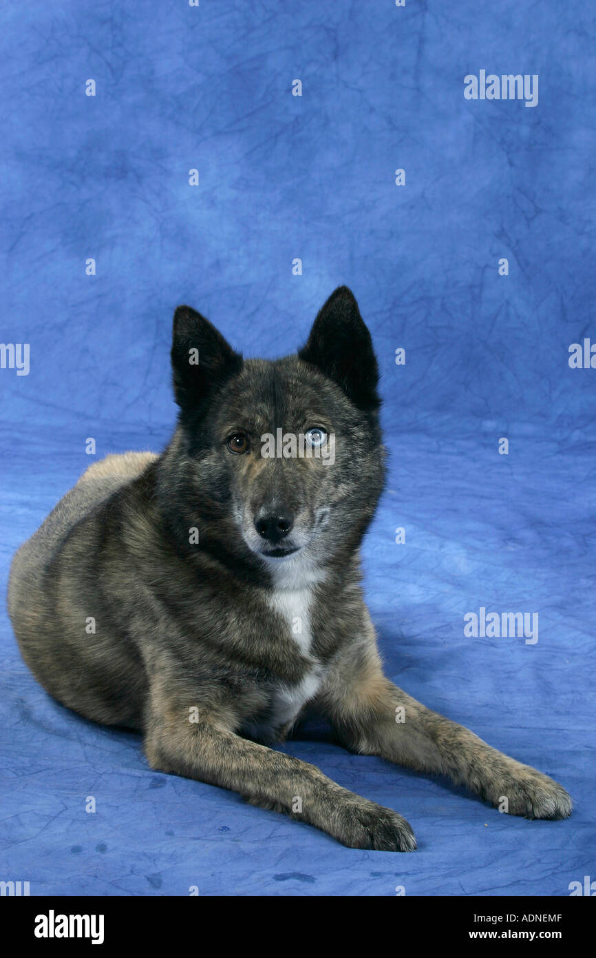 Mixed Breed Dog, odd-eyed Stock Photo - Alamy