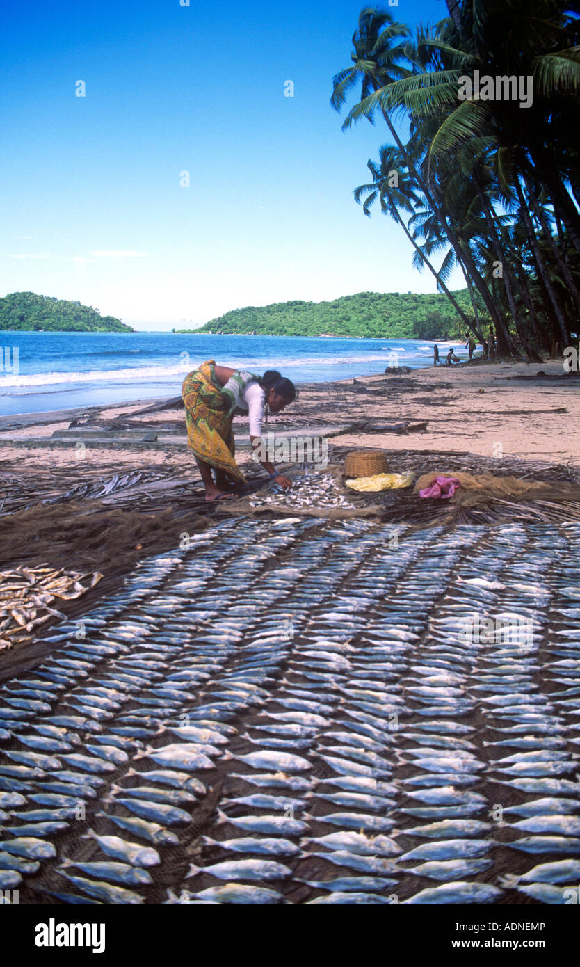 Indian drying fish india hi-res stock photography and images - Alamy
