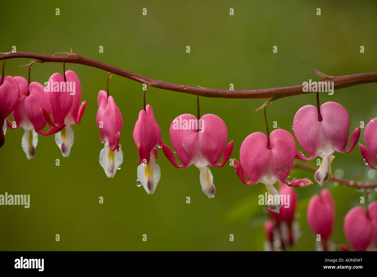 Pacific bleeding heart hi-res stock photography and images - Alamy