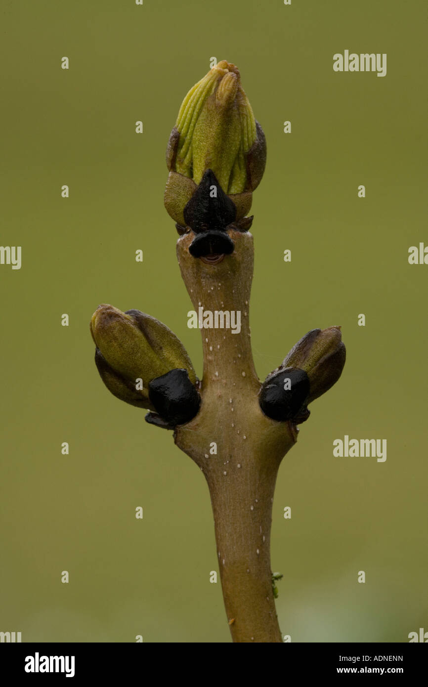 Common Ash (Fraxinus excelsior) twig with buds just breaking, close-up ...