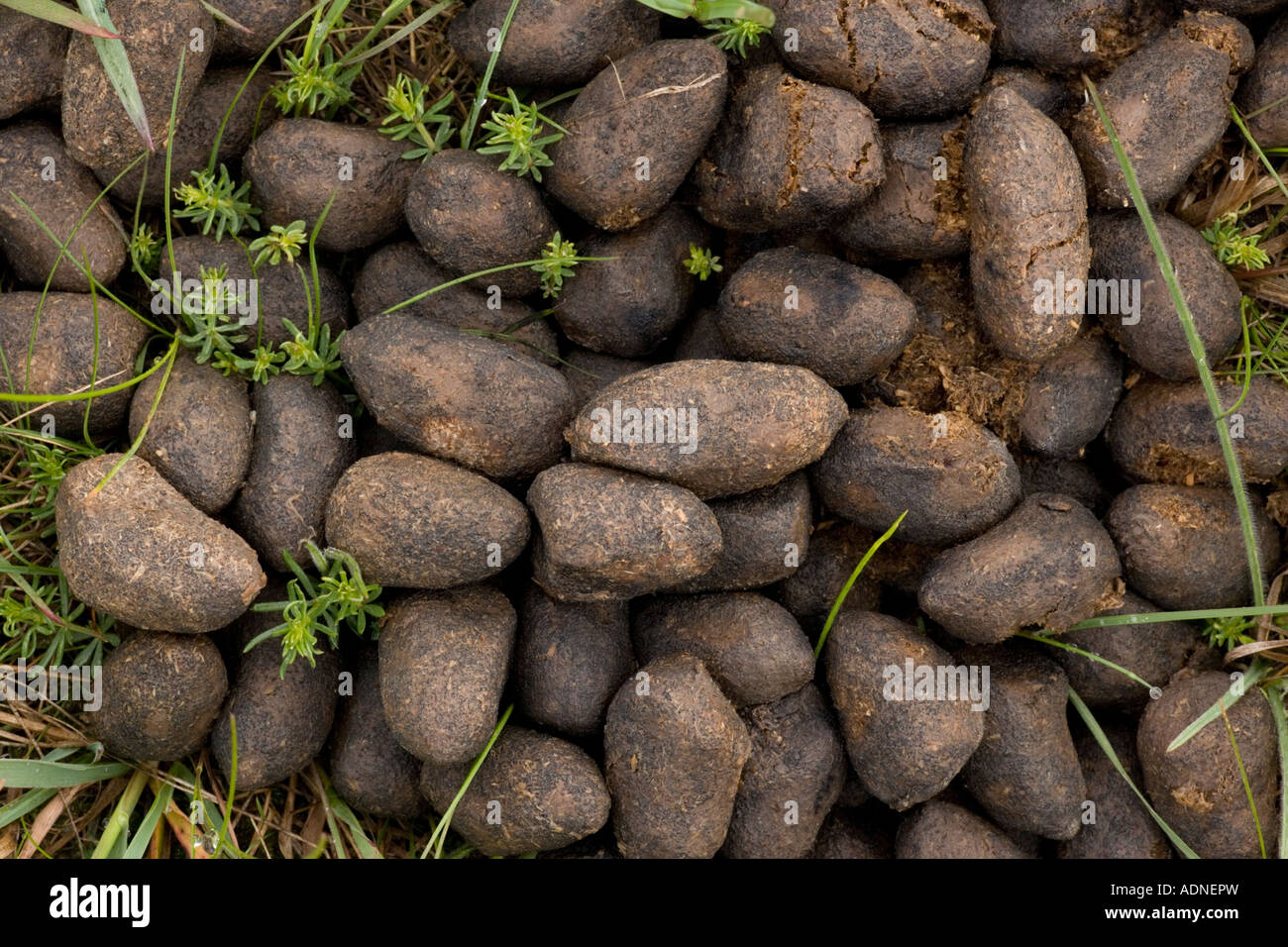Elk Poop Vs Moose Poop