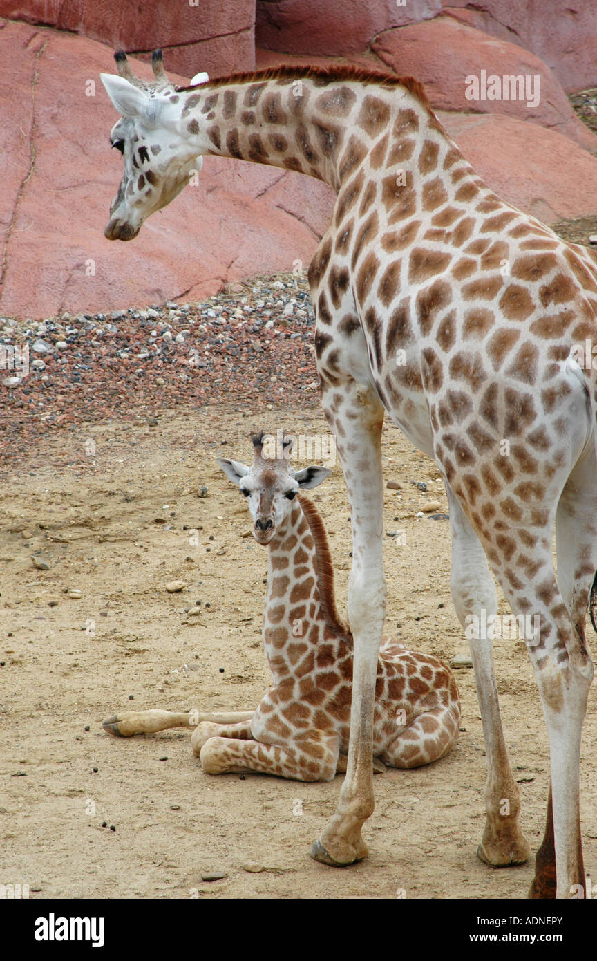Portrait of giraffe and her young in captivity Stock Photo - Alamy