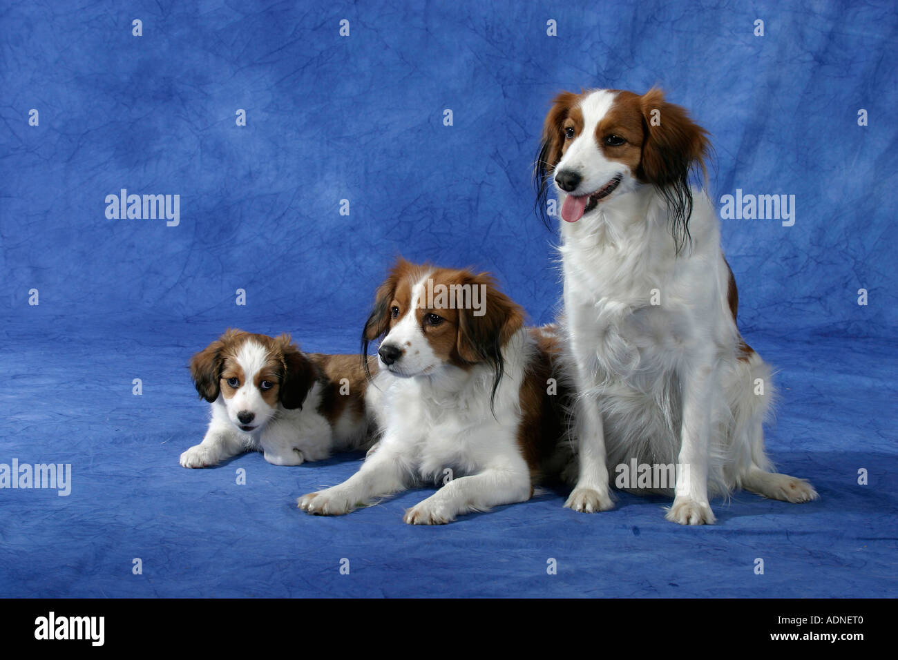 Dutch parents hi-res stock photography and images - Alamy