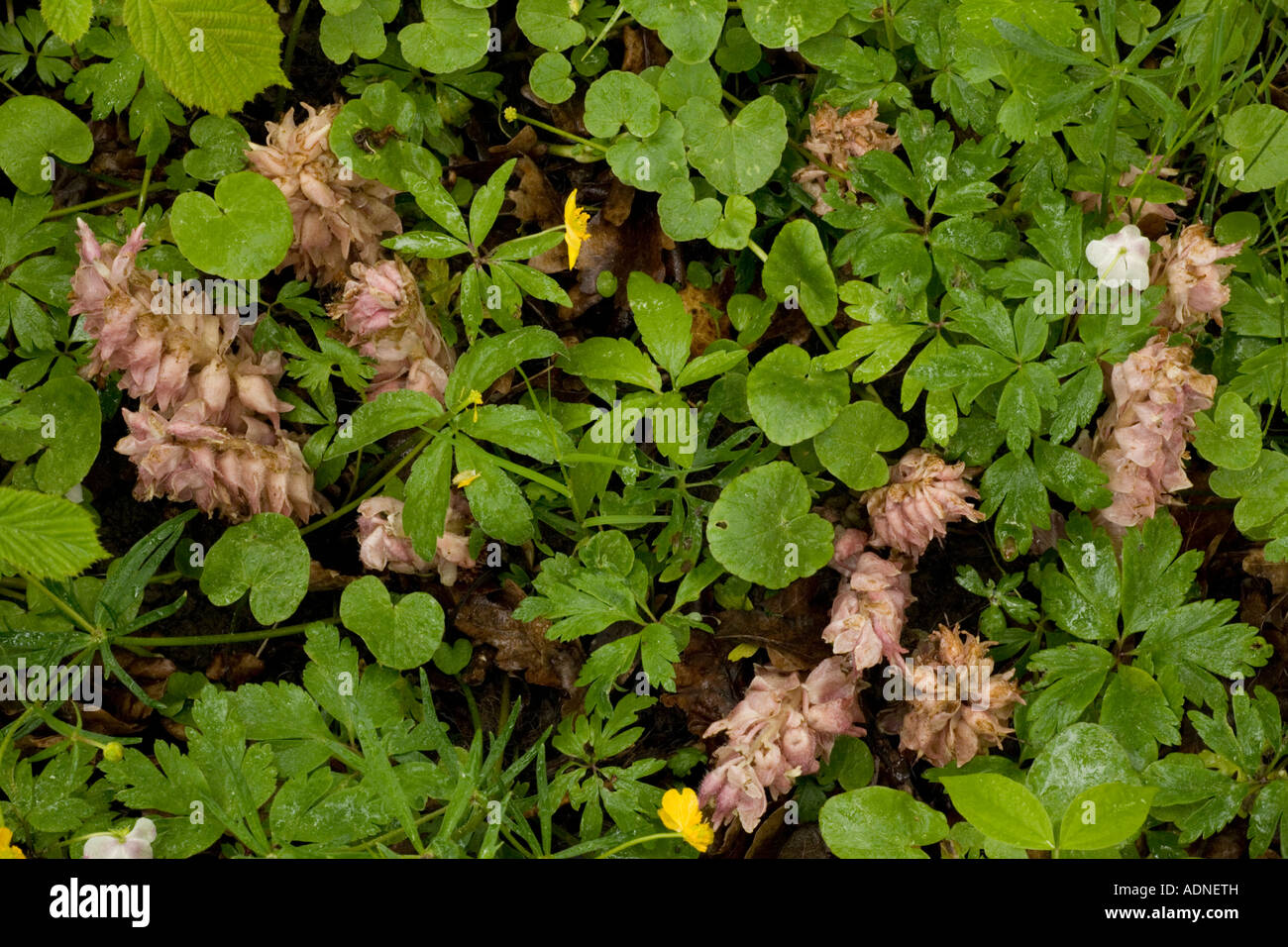 Toothwort Lathraea squamaria root parasite on hazel and maple Uncommon ...
