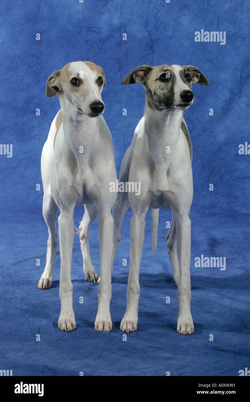 Whippets standing hi-res stock photography and images - Alamy