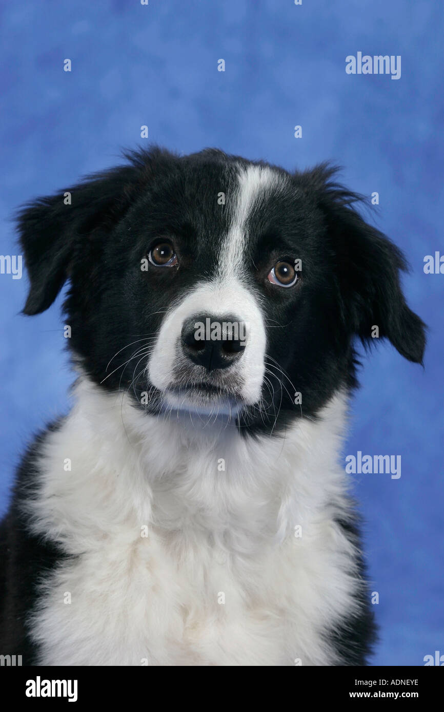 Border Collie, puppy, 4 month Stock Photo - Alamy
