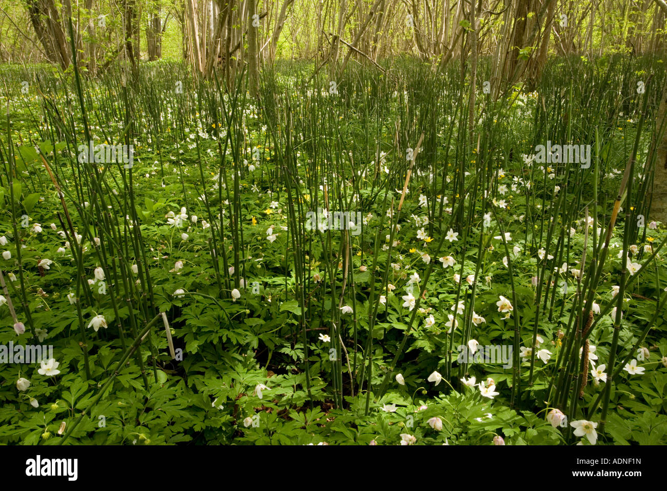 Dutch rush a horsetail Equisetum hyemale in old woodland south Sweden ...