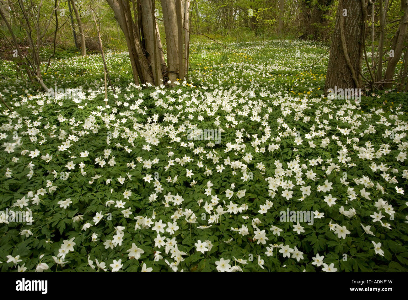 Mass of wood anemones (Anemone nemorosa) in old woodland, Oland island ...