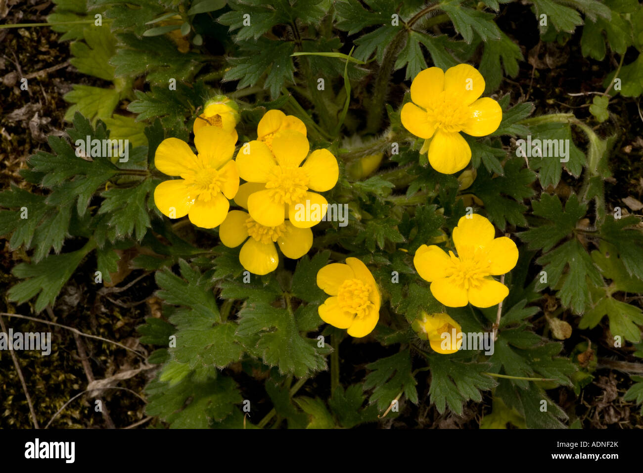 Bulbous buttercup Ranunculus bulbosus dwarfed by wind Stock Photo - Alamy