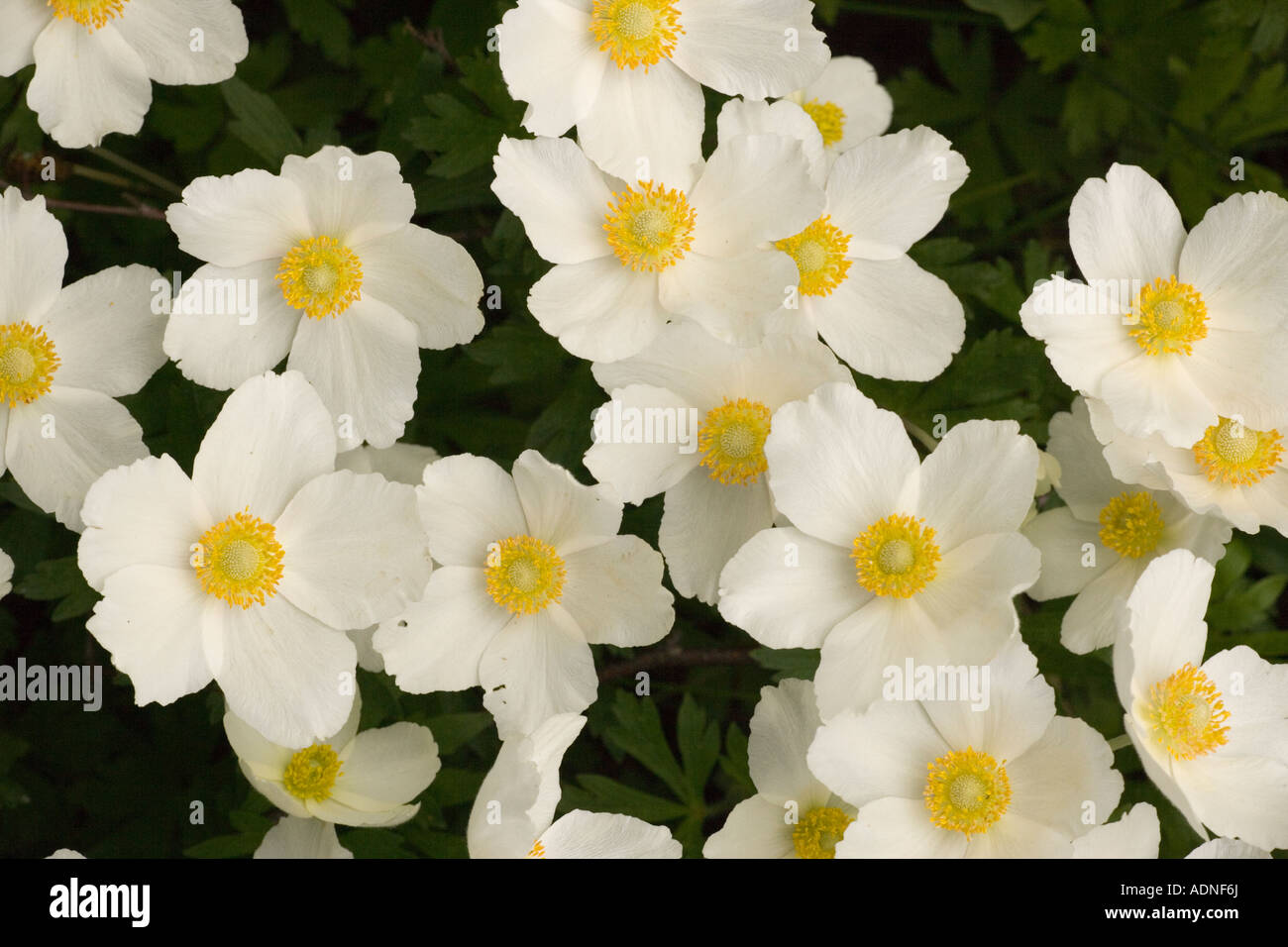 Snowdrop windflower, Anemone sylvestris, close-up, Sweden, Europe Stock ...