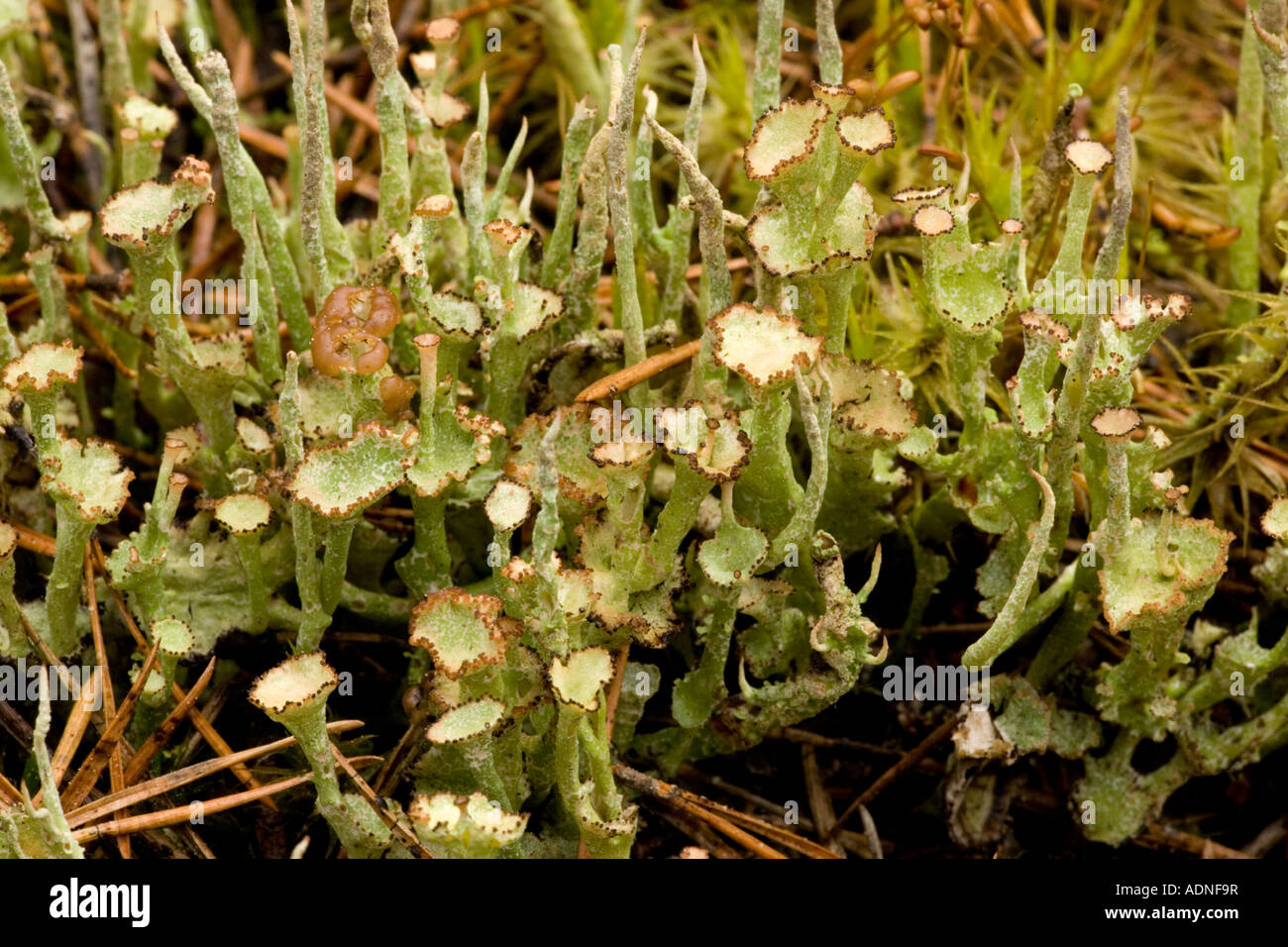 A fruiting lichen Cladonia sp Stock Photo - Alamy