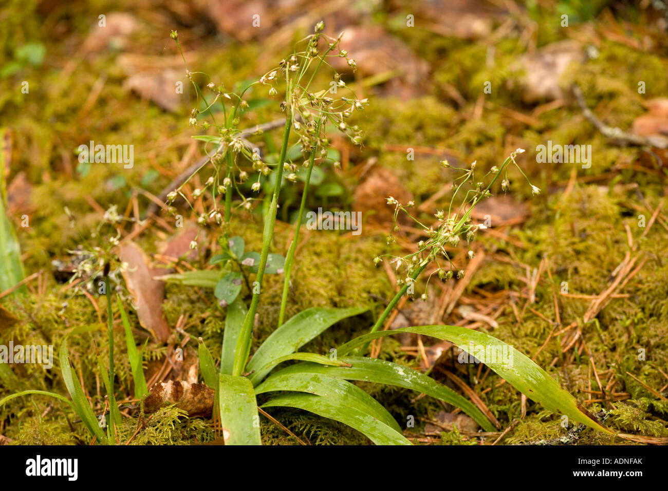 Hairy wood rush Luzula pilosa Uncommon woodland plant in UK Stock Photo ...