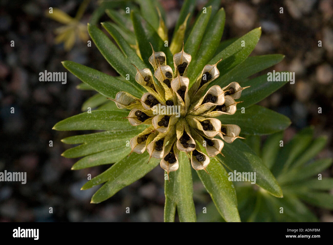 Winter Aconite (Eranthis hyemalis) in fruit, close-up, Greece, Europe ...