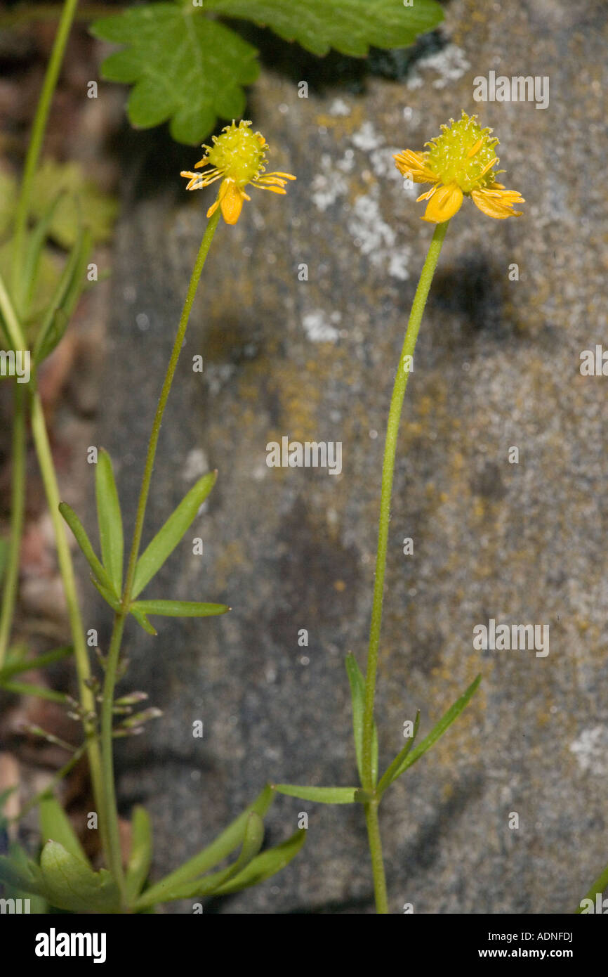 A rare endemic Norwegian buttercup Ranunculus monophyllus Stock Photo ...