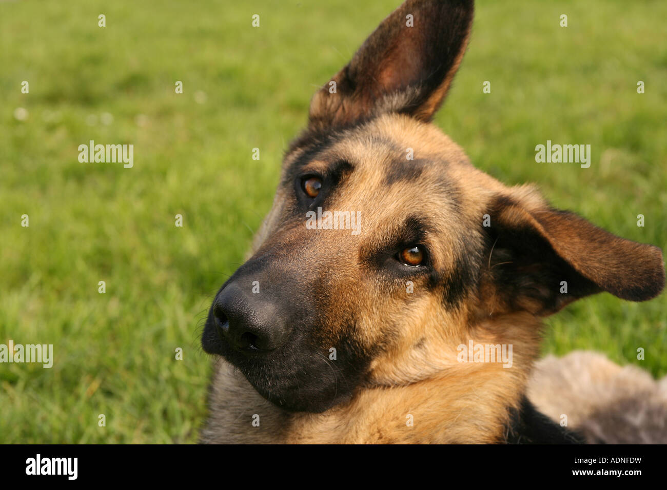 German shepherd with a so sad looking Stock Photo - Alamy