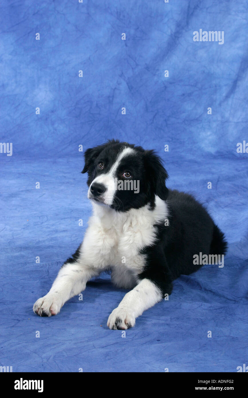 Border collie puppy month hi-res stock photography and images - Alamy