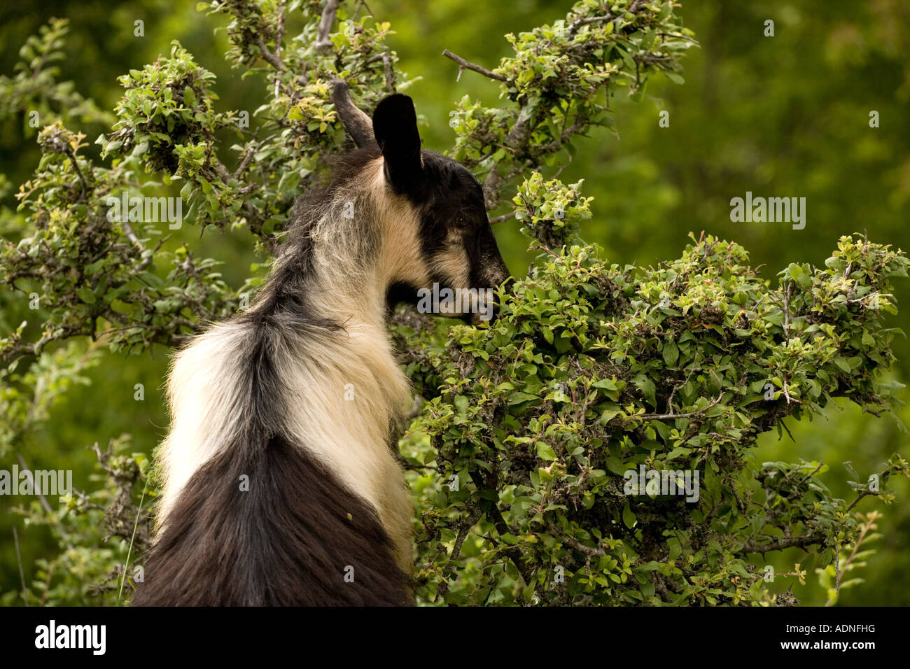 Goat browsing on shrub Pindos Mts Greece Stock Photo - Alamy