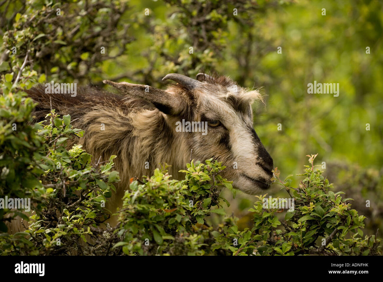 Goat browsing on shrub Pindos Mts Greece Stock Photo - Alamy